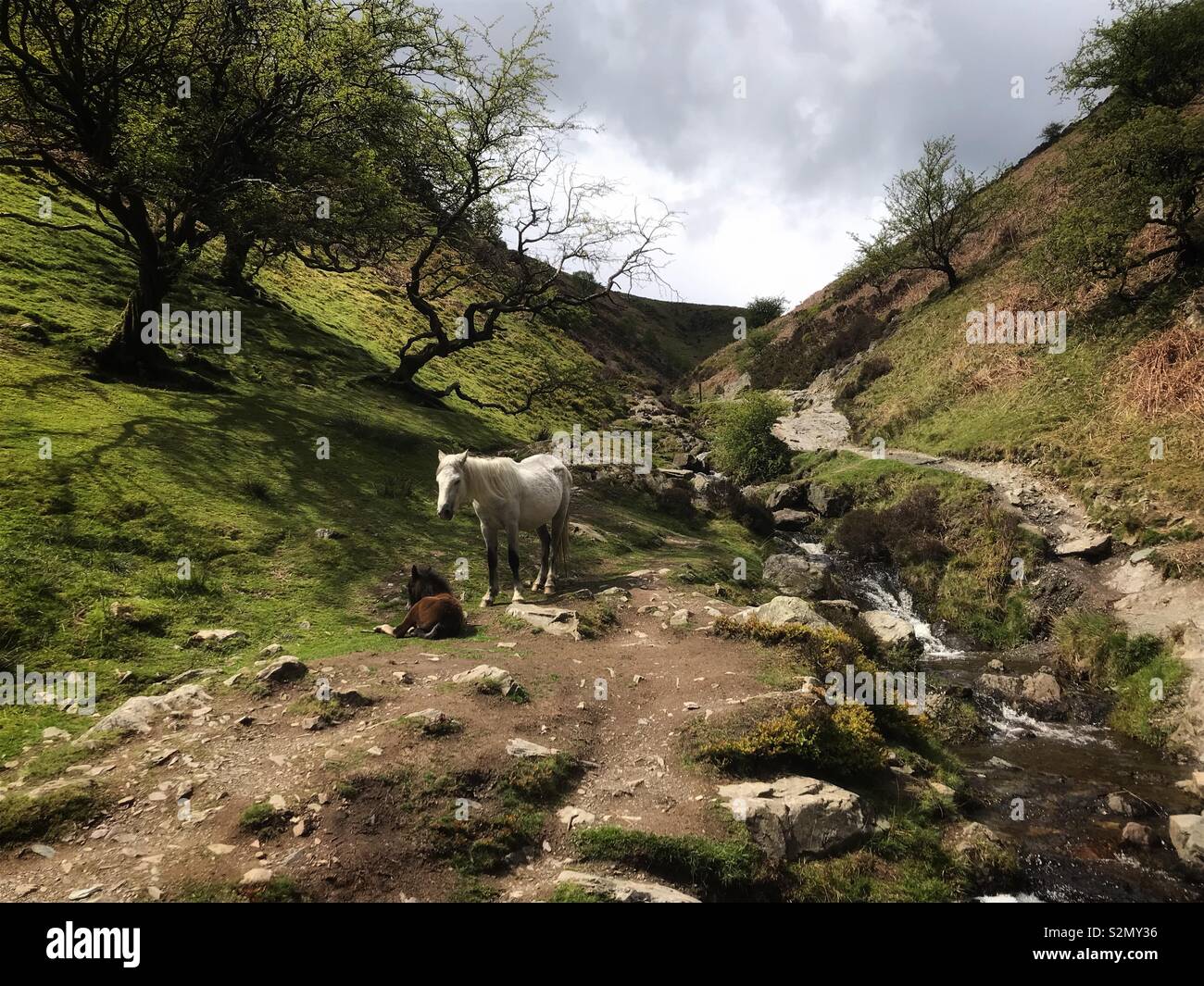 Wild horses in a valley Stock Photo - Alamy