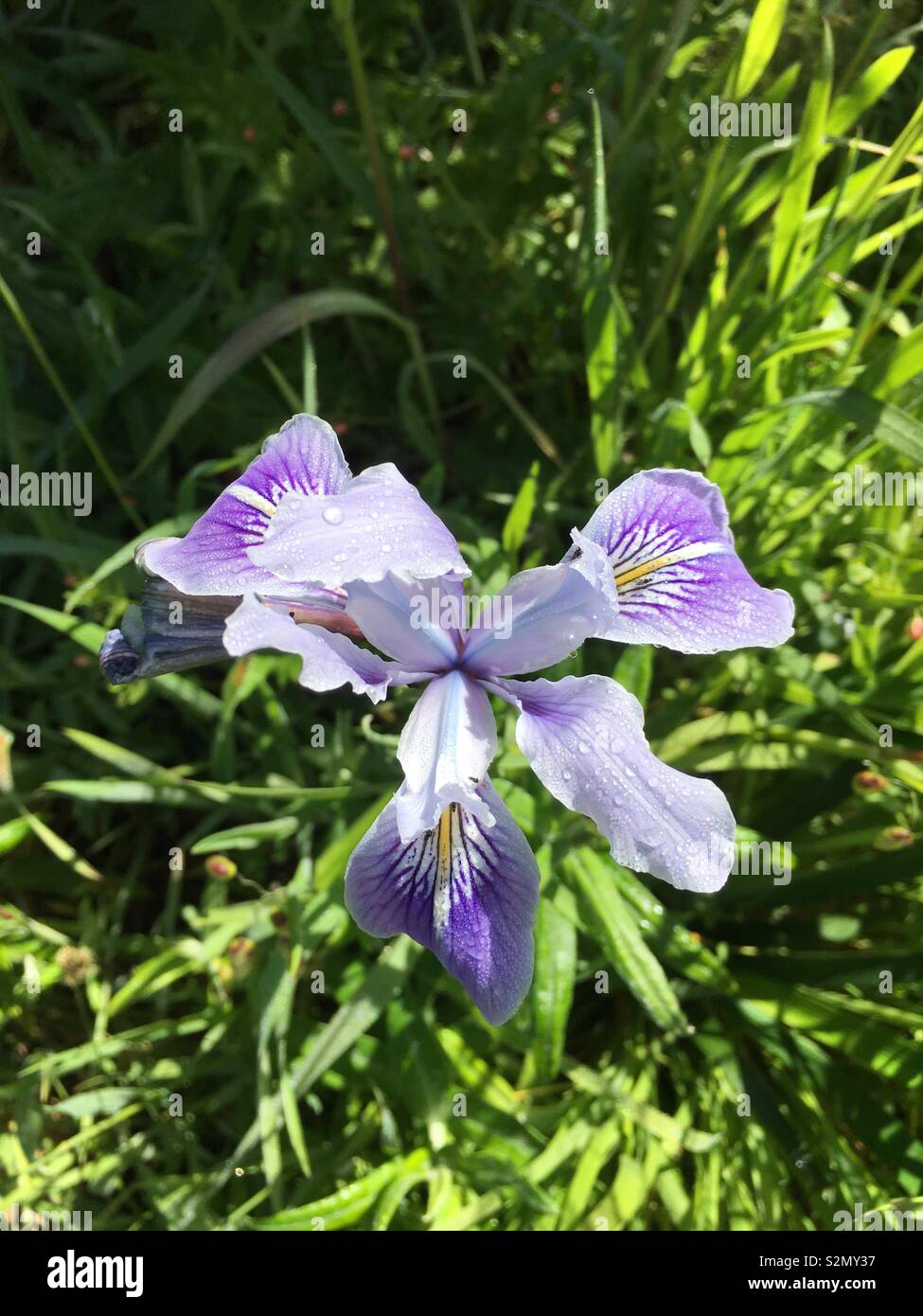 Wild Iris of Marin Stock Photo - Alamy