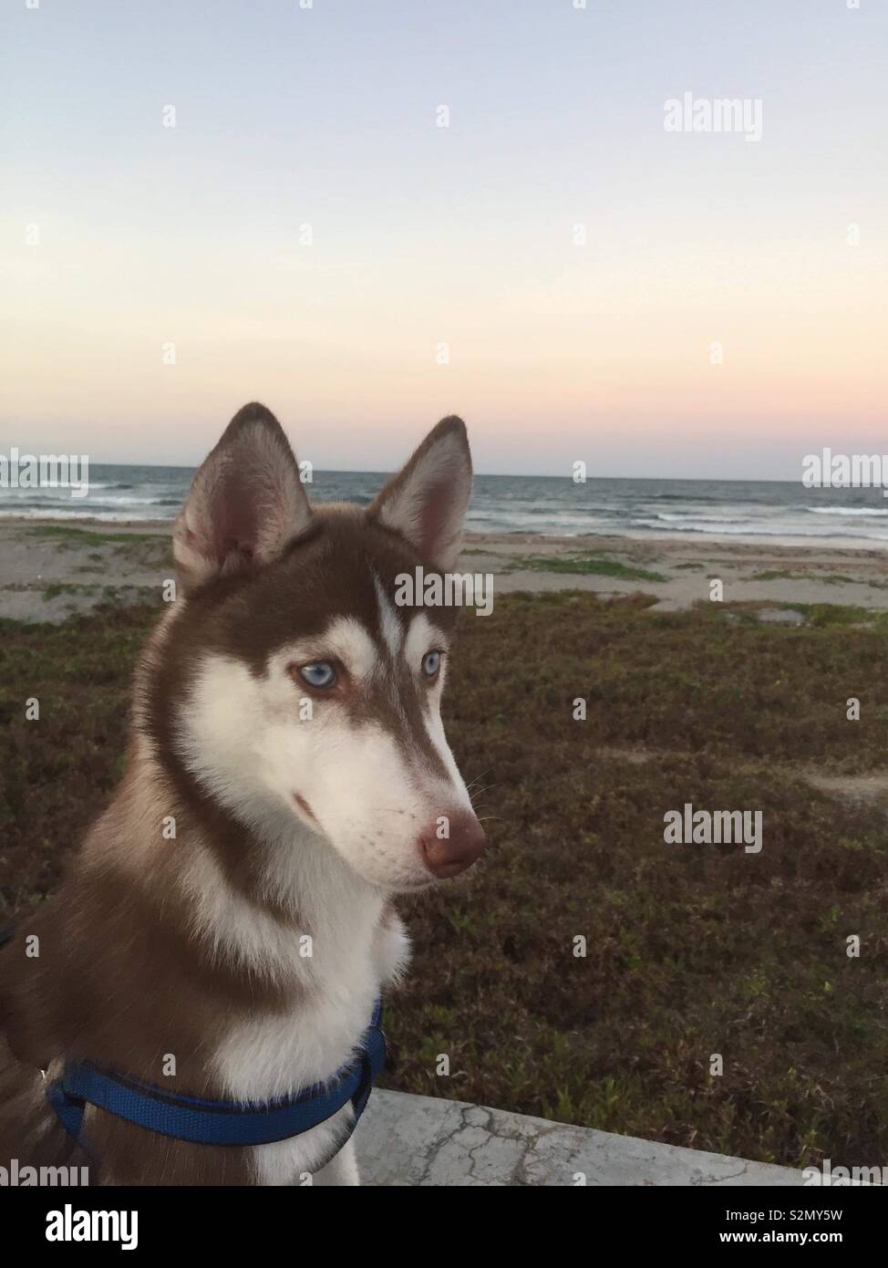 Husky and the sea Stock Photo - Alamy