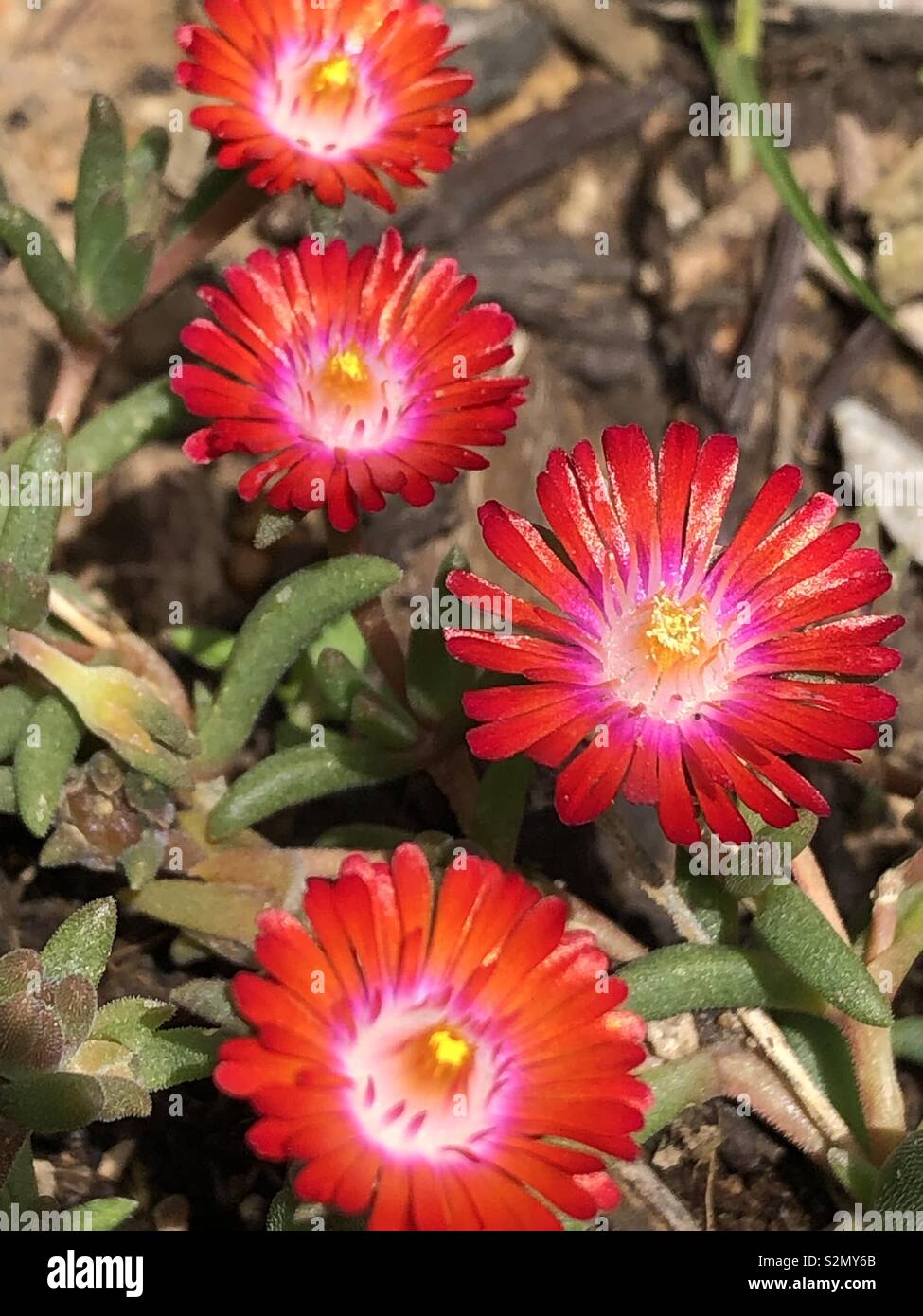 Garden red flower hi-res stock photography and images - Alamy