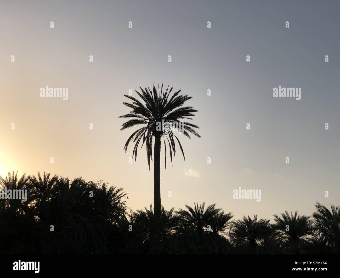 Date tree hi-res stock photography and images - Alamy
