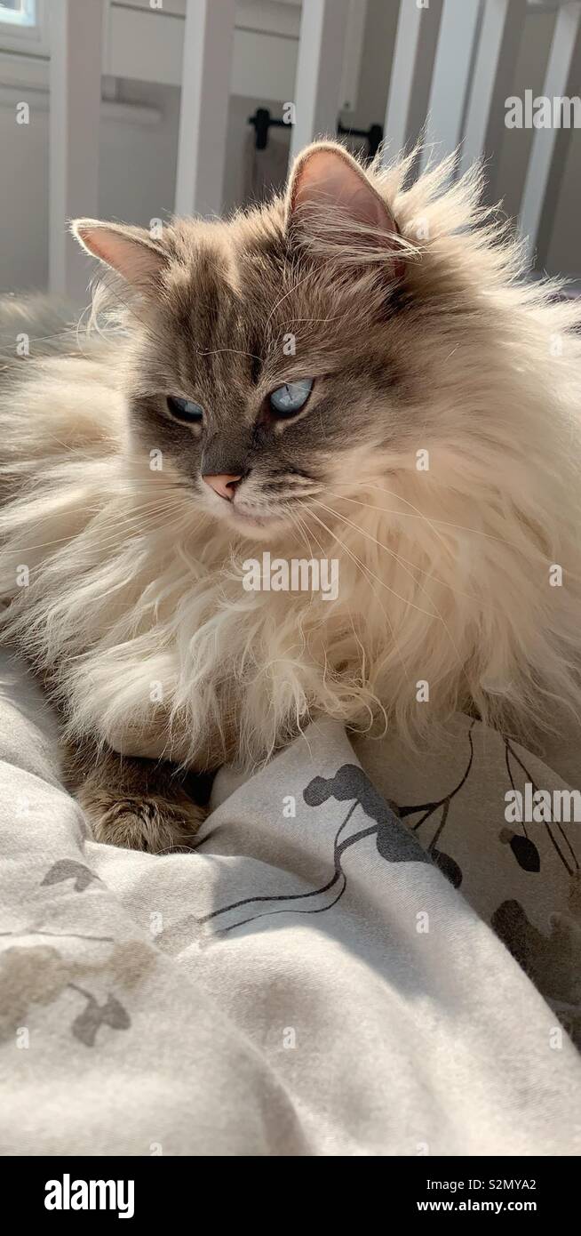 Blue Lynx Ragdoll Stock Photo - Alamy