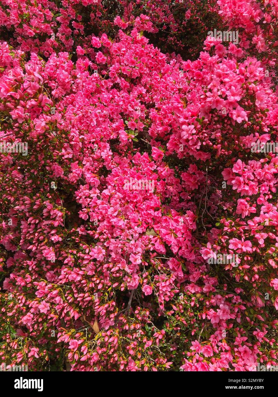 Collection of Rosy roses Stock Photo - Alamy