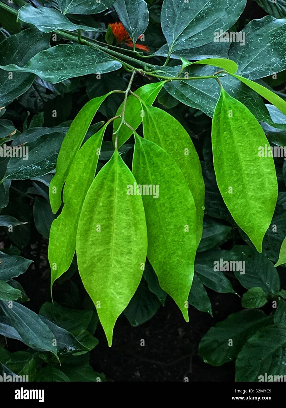 Bunch of bright green cinnamon leaves hanging from their tree branch ...