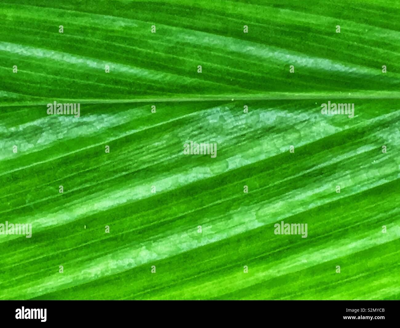 Cardamom plant tree hi-res stock photography and images - Alamy