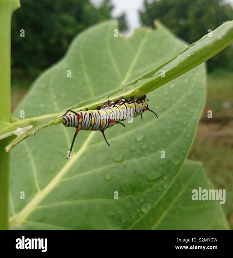 Admiring God’s wonderful creation Stock Photo - Alamy