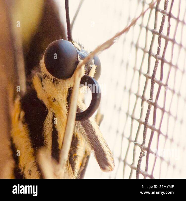Insect zoomed in Stock Photo - Alamy