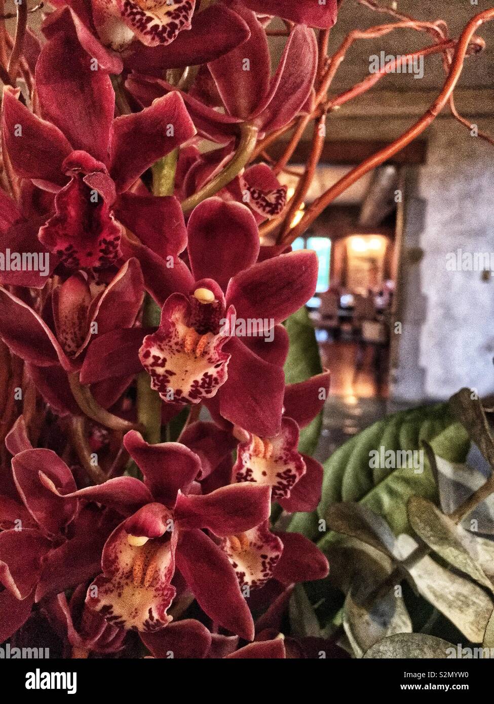 Beautiful garden of deep pink orchids in an upscale home Stock Photo ...