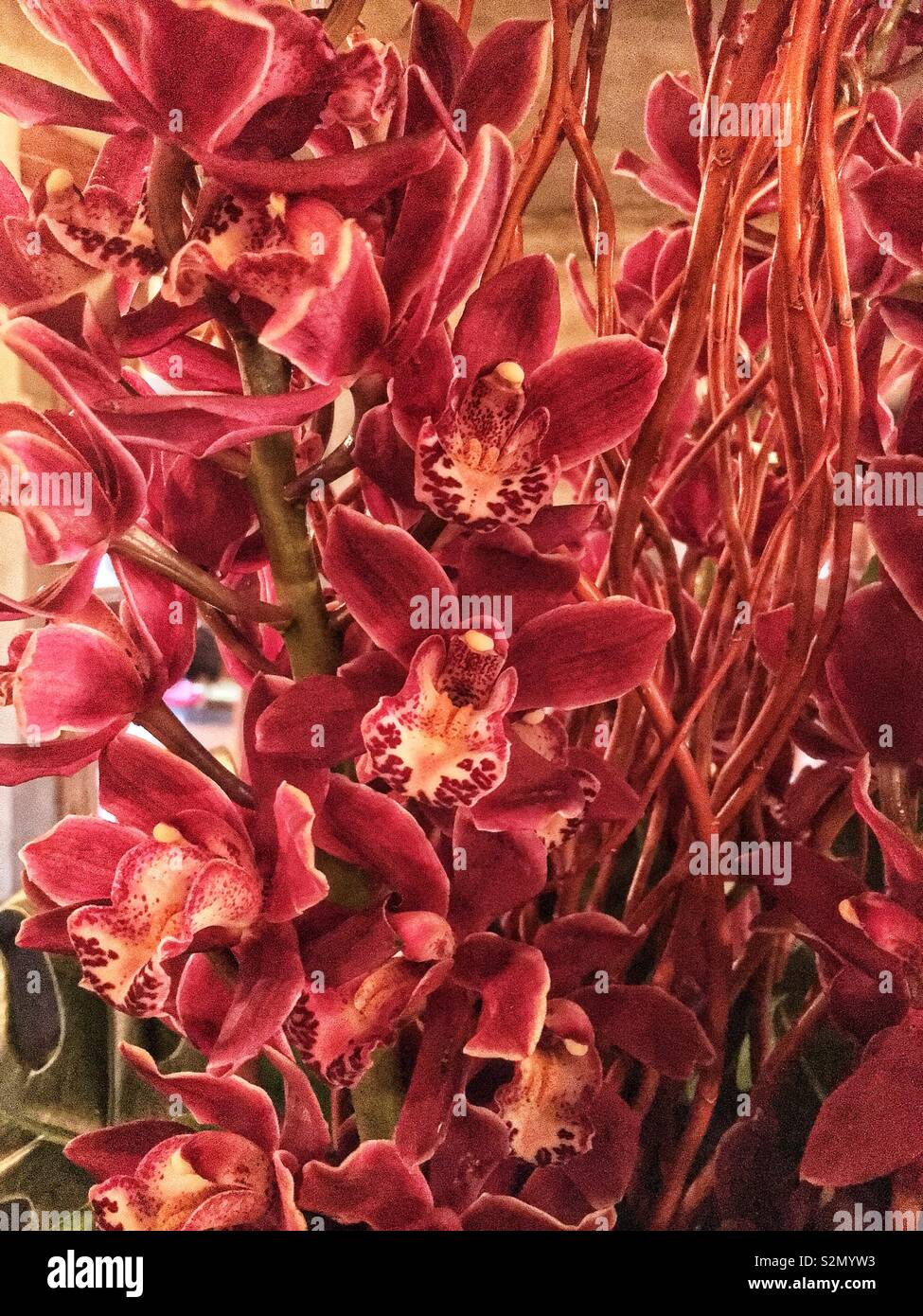 Beautiful garden of deep pink orchids in an upscale home Stock Photo ...