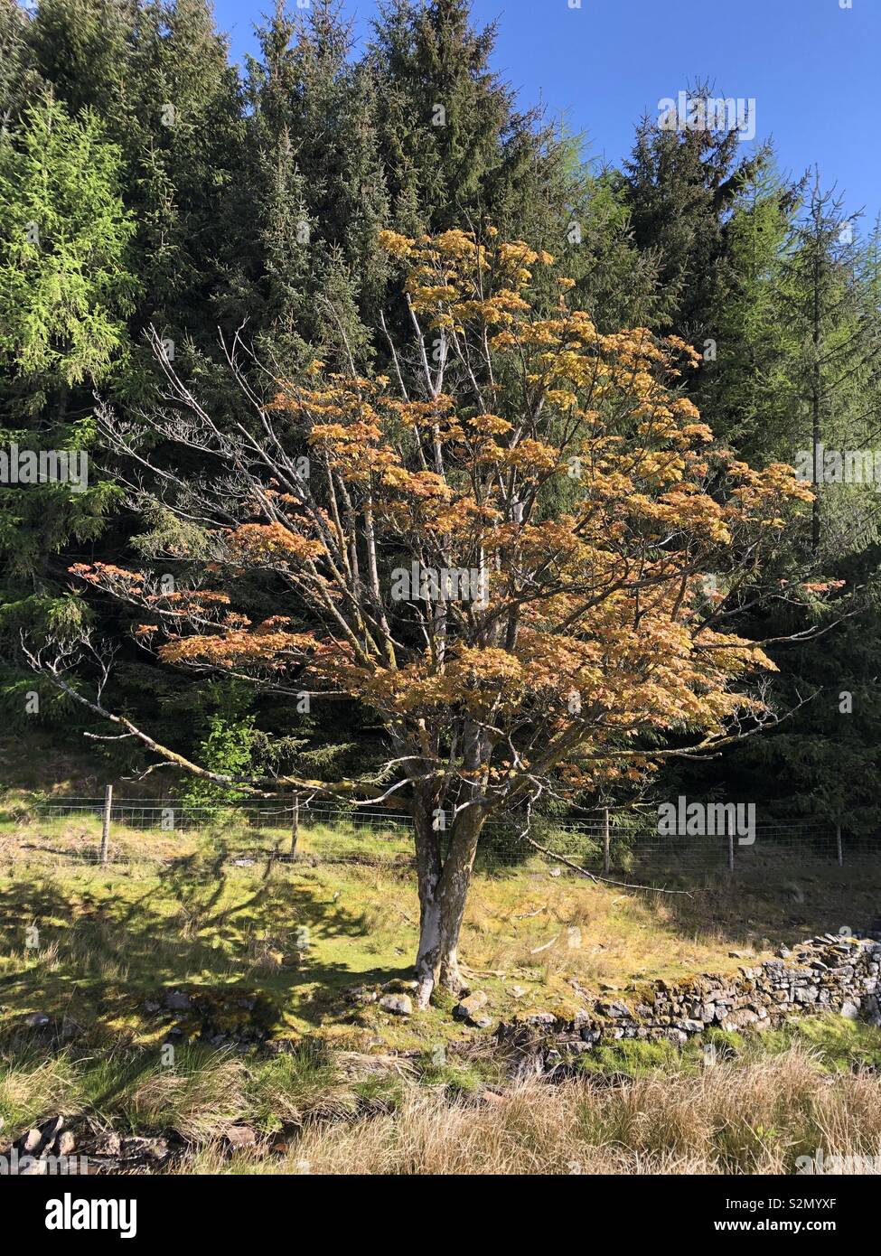Serene tree hi-res stock photography and images - Alamy