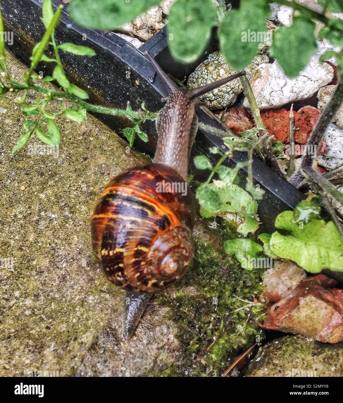 A common British garden snail with walnut coloured shell Stock Photo ...