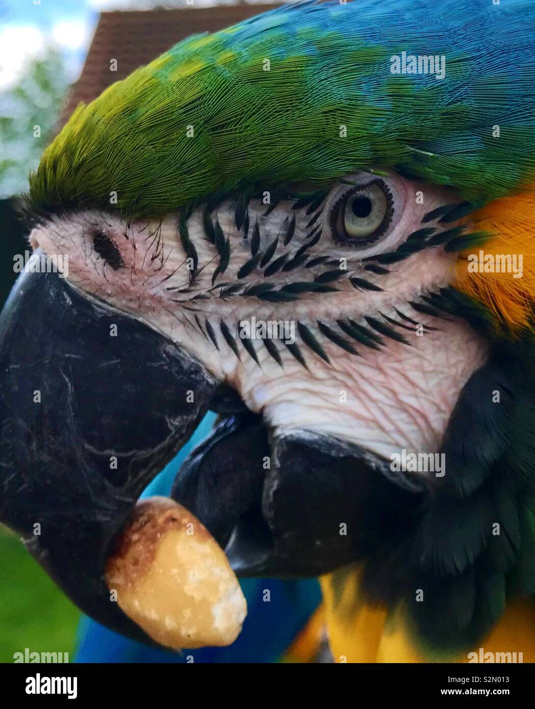 are you looking at my nut mate Stock Photo - Alamy