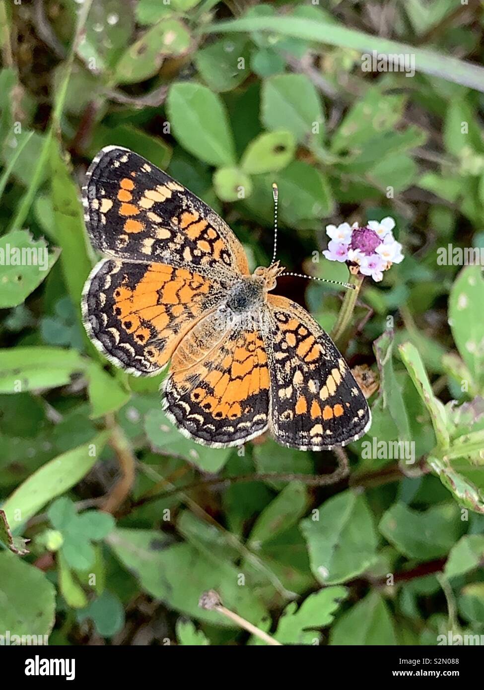 Pearl Crescent butterfly with green background Stock Photo - Alamy