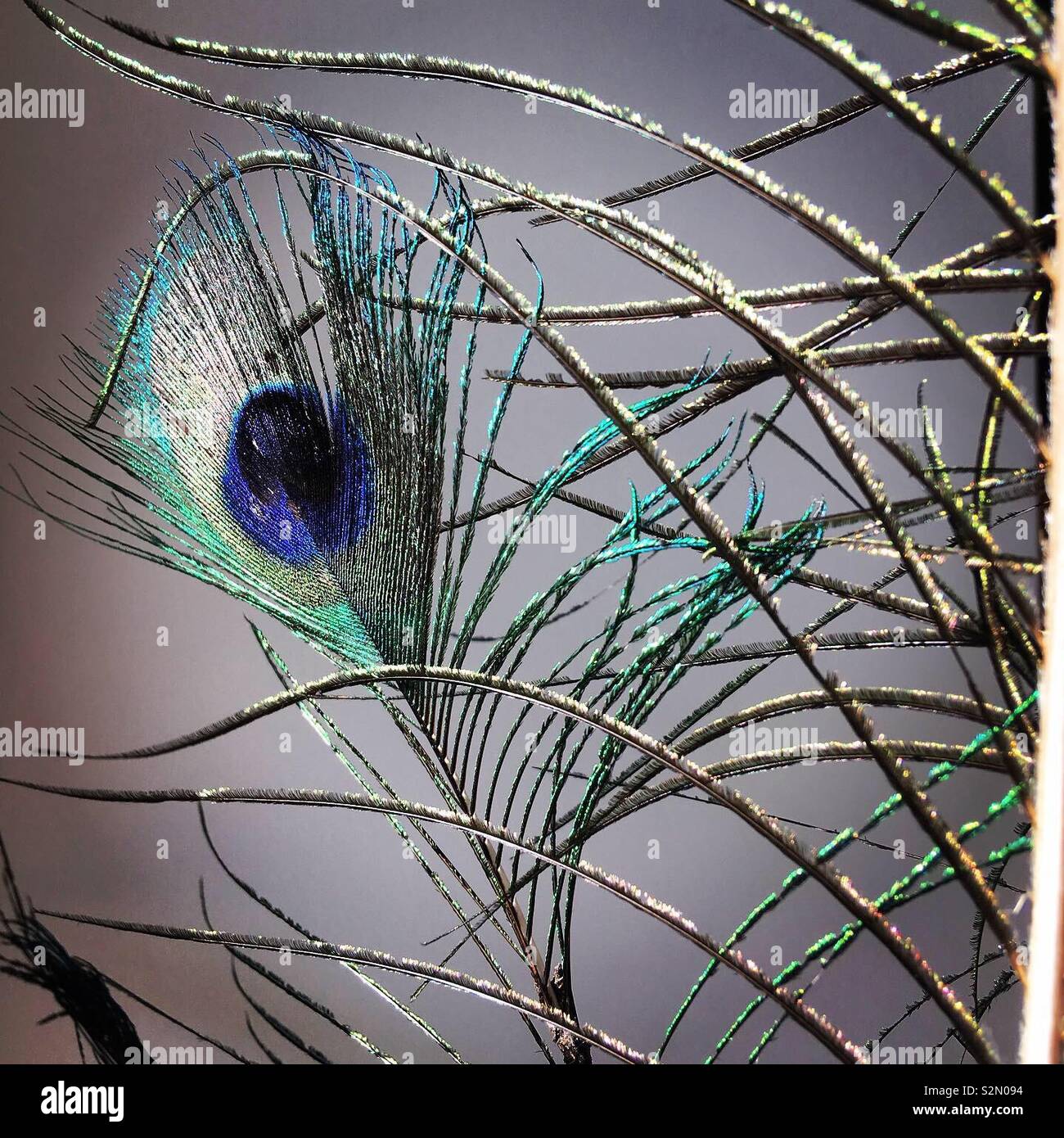 Iridescent feathers shimmer hi-res stock photography and images - Alamy