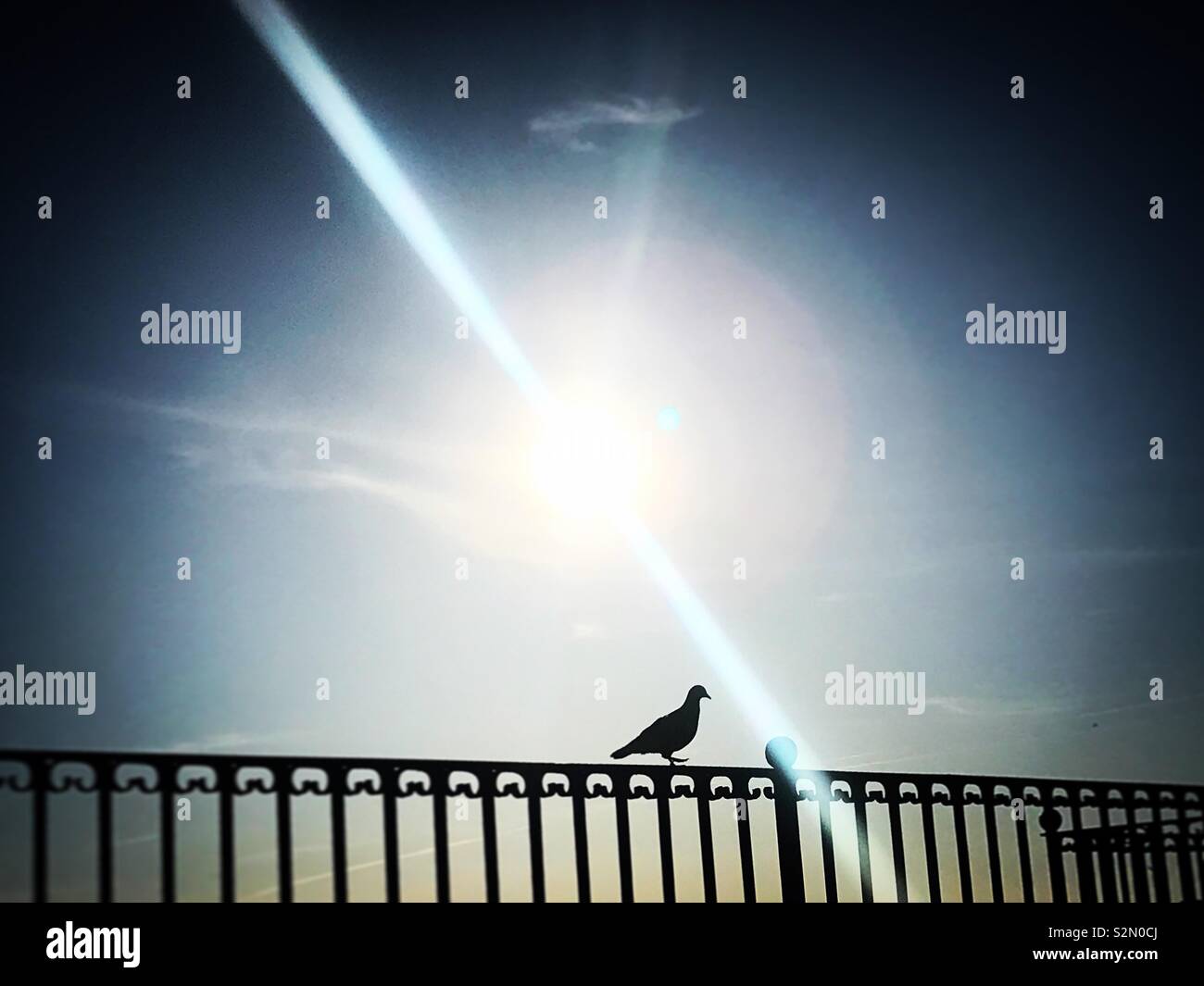 Sun shines as a dove perches in a metal bars wall in Grazalema, Cadiz ...