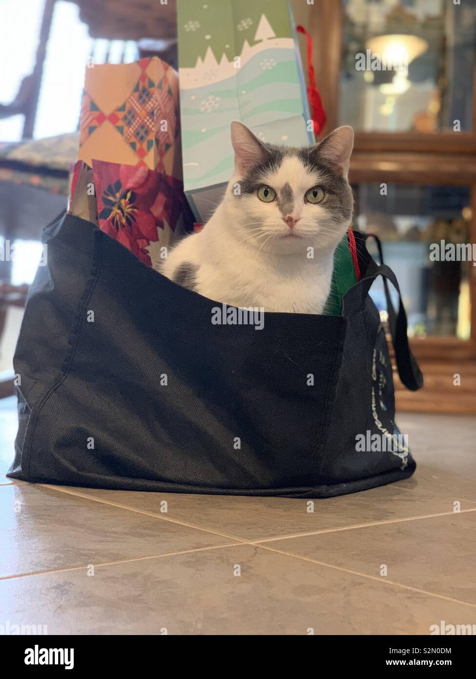 Cat in bag hi-res stock photography and images - Alamy