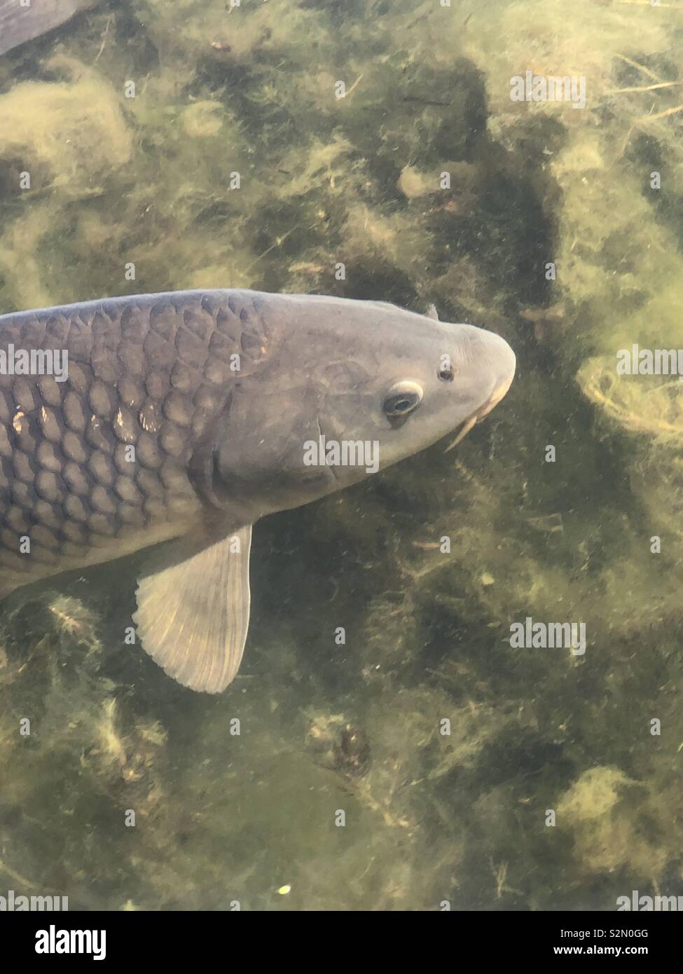 Carp fish swimming hi-res stock photography and images - Alamy