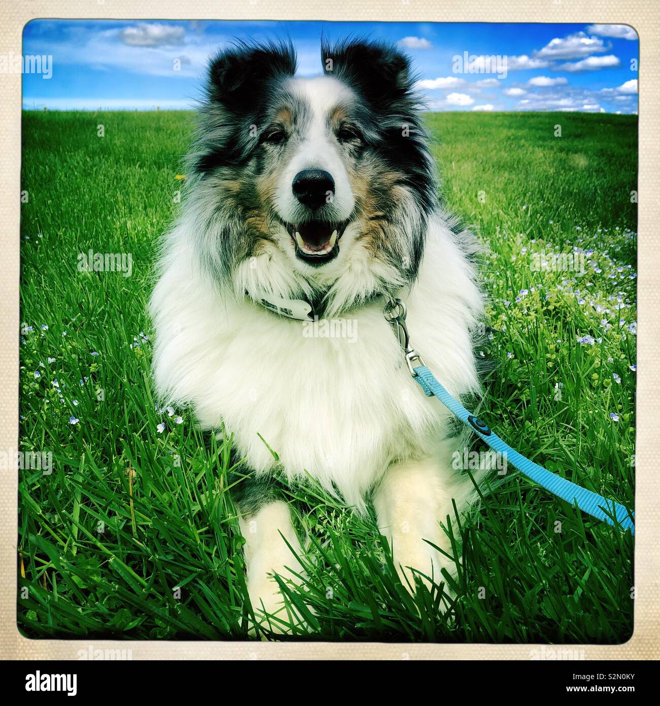 Smiling blue Merle Sheltie Stock Photo - Alamy