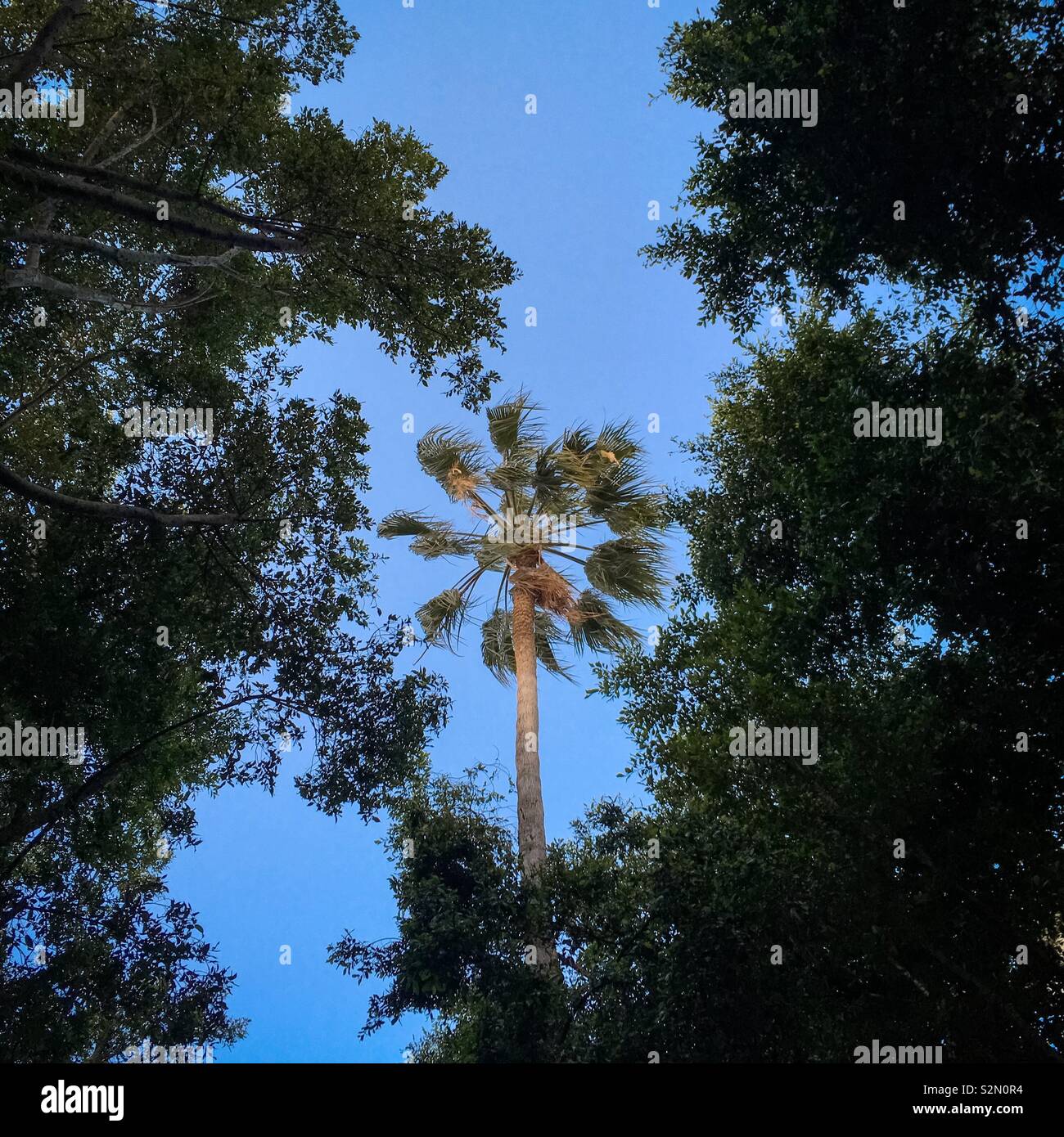 Tall palm tree hi-res stock photography and images - Alamy