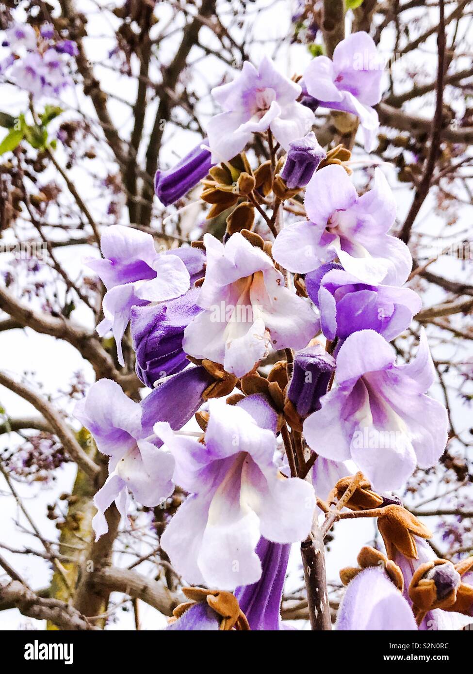 Princess tree hi-res stock photography and images - Alamy