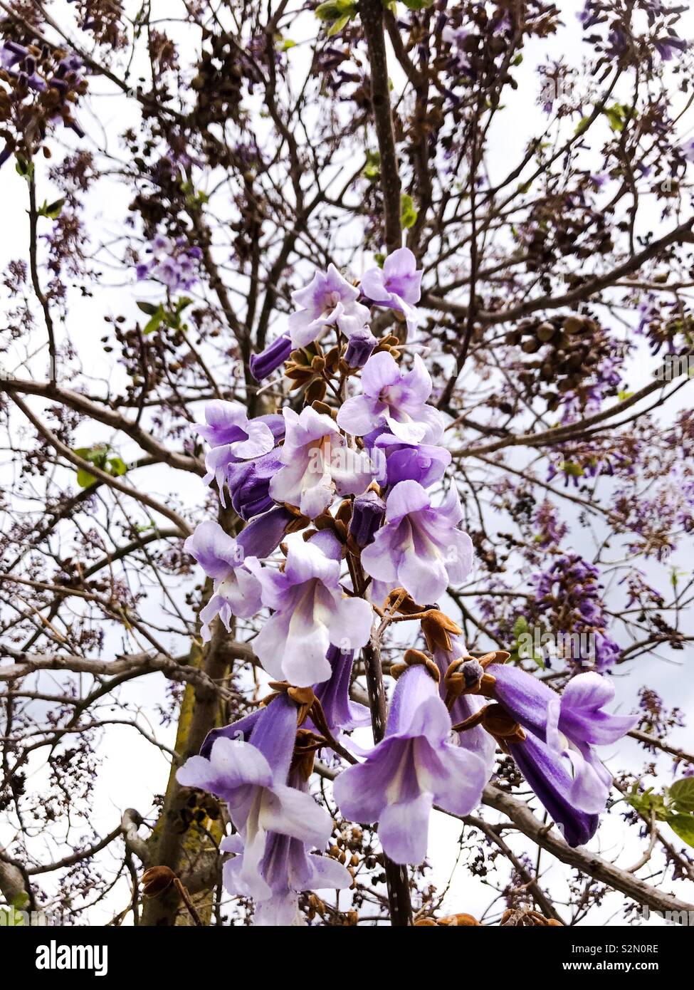 Princess Tree - Paulownia tomentosa - Purple Tree Flowers Stock Photo ...