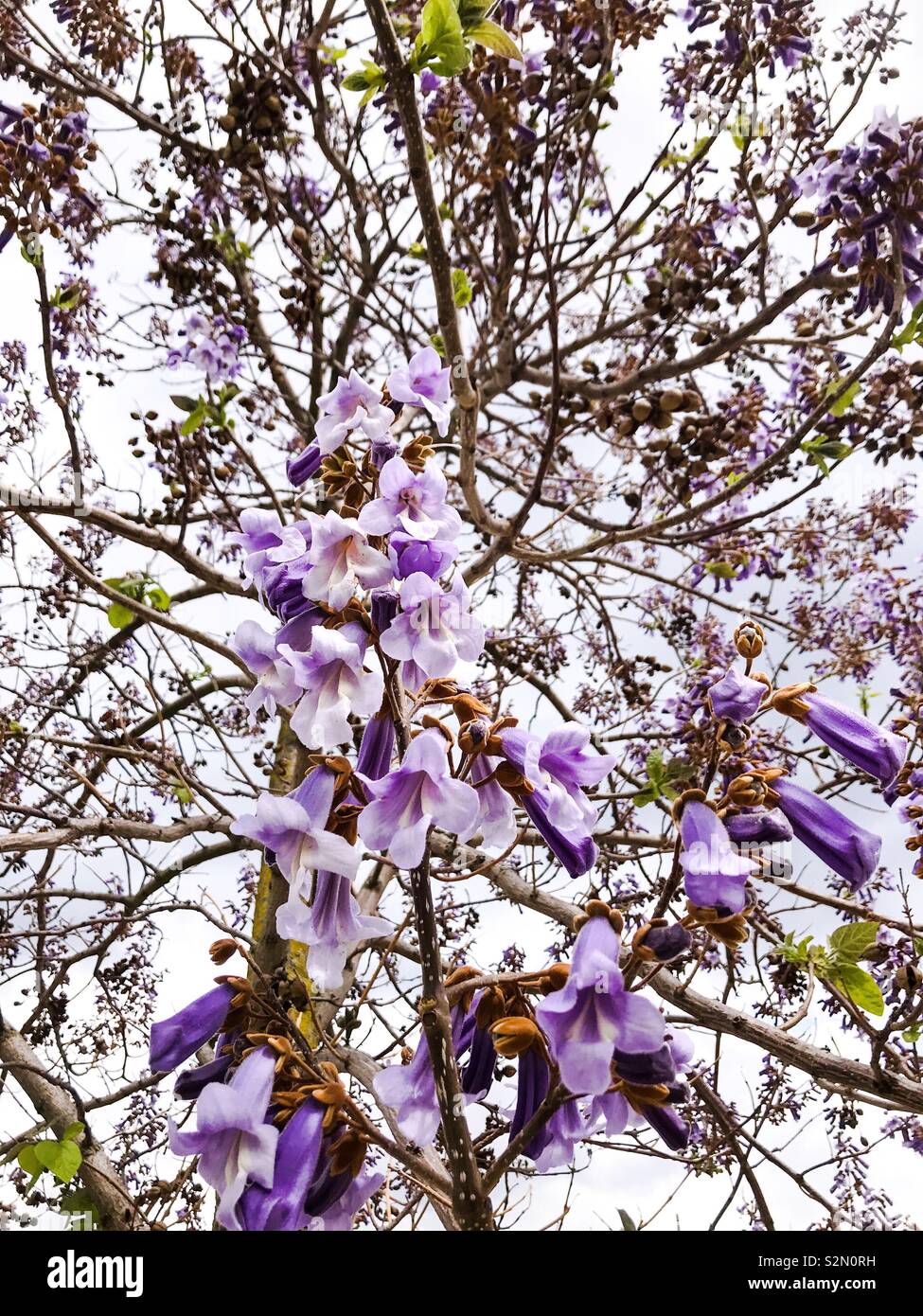 Princess tree paulownia tomentosa hi-res stock photography and images ...