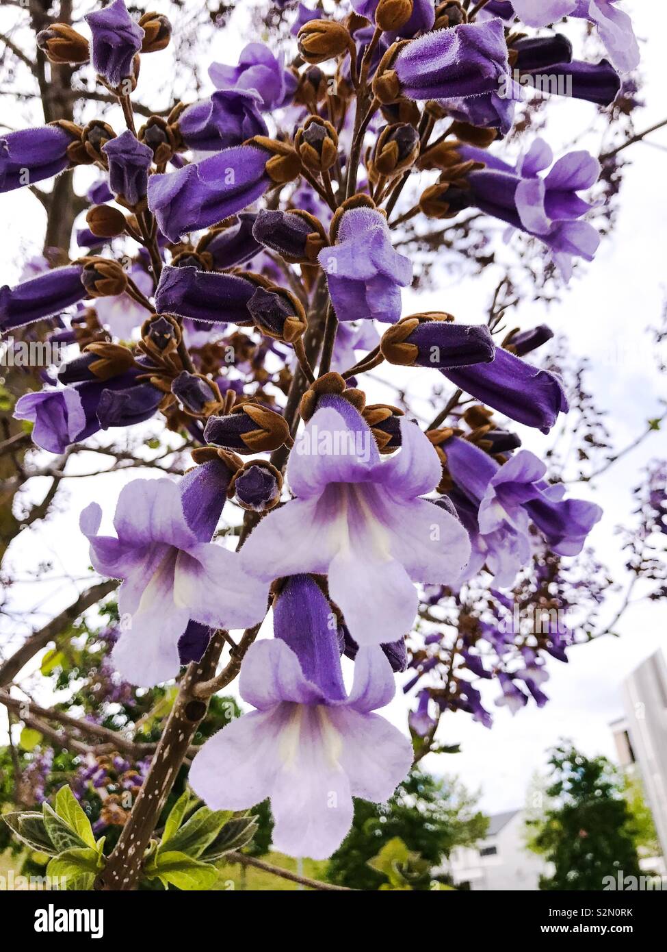 Princess tree paulownia tomentosa hi-res stock photography and images ...