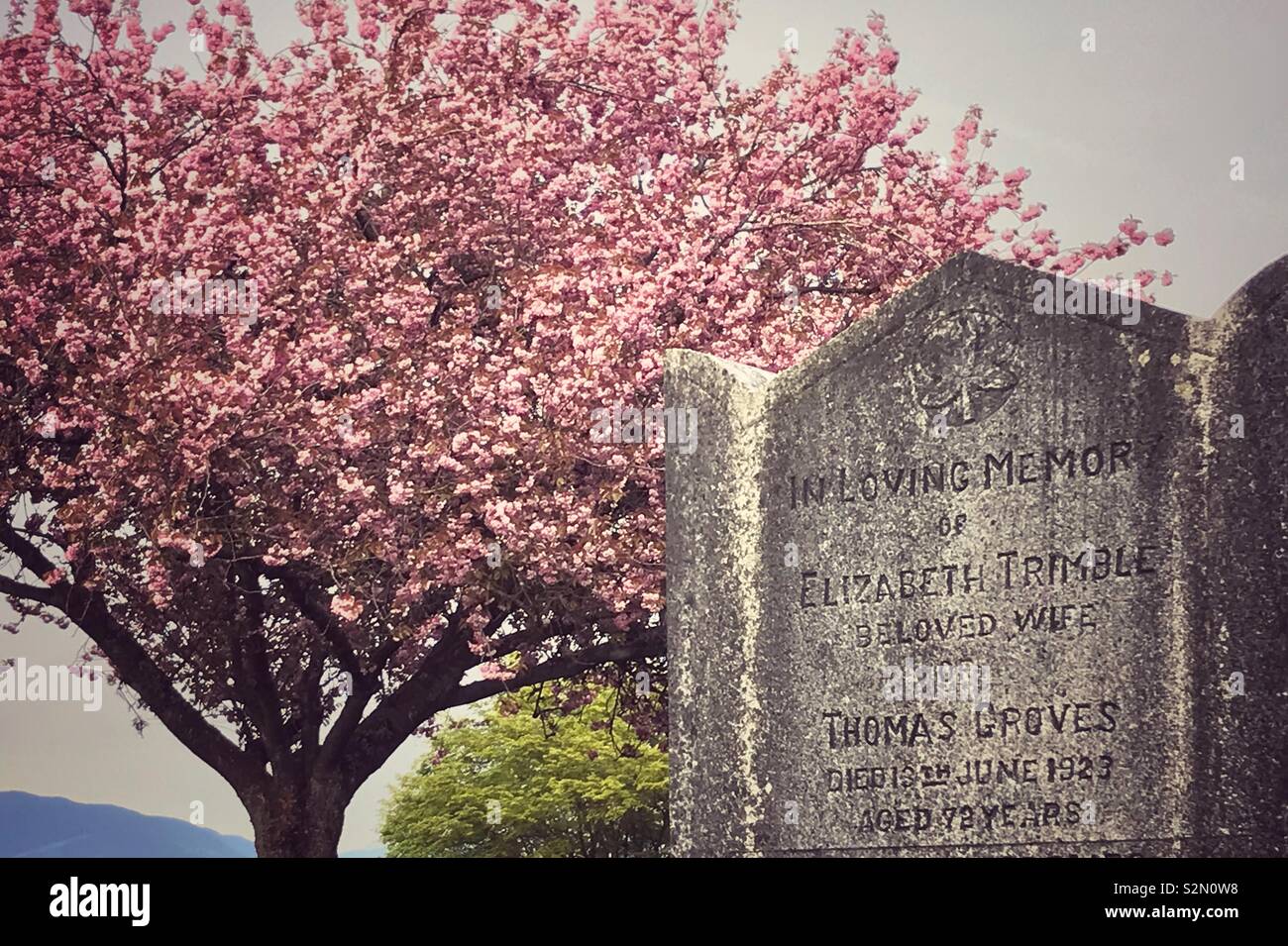 Old headstone in a cemetery with a big pink flowering cherry tree Stock ...