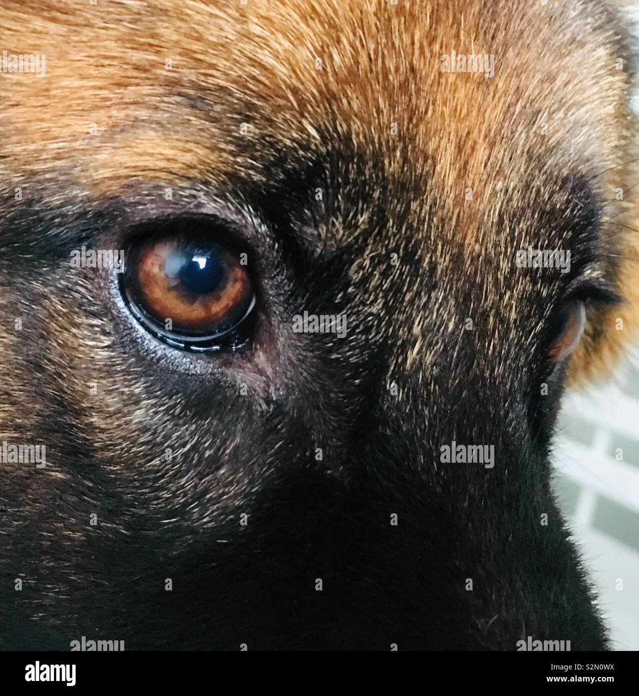 German Shepherd Eyes From Close High Resolution Stock Photography and ...