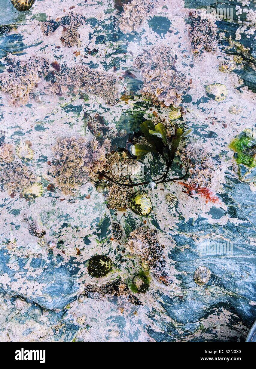 Rockpool texture with shells seaweed limpets and barnacles Stock Photo ...
