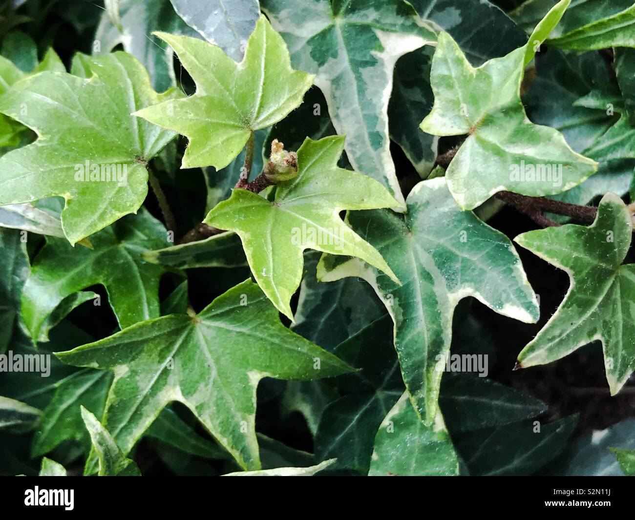 Closeup of hedera leaf hi-res stock photography and images - Alamy