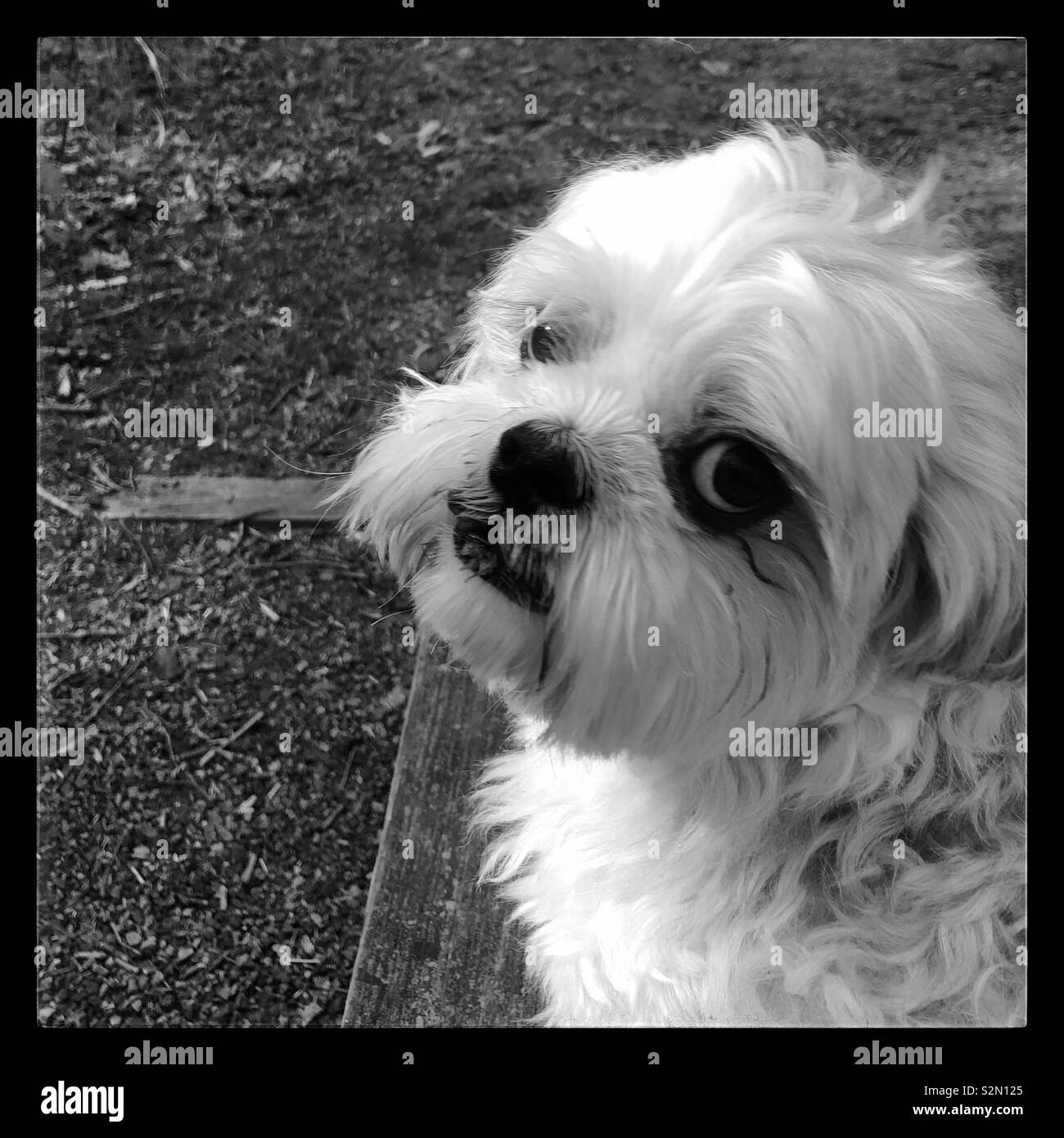 Black and white shih tzu hi-res stock photography and images - Alamy