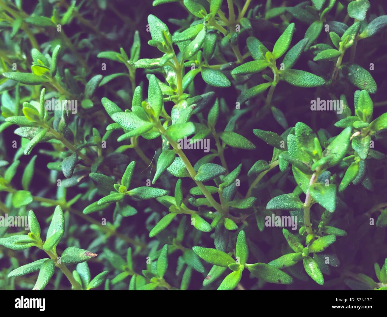 Thyme - Thymus vulgaris - Culinary Herbs Stock Photo - Alamy