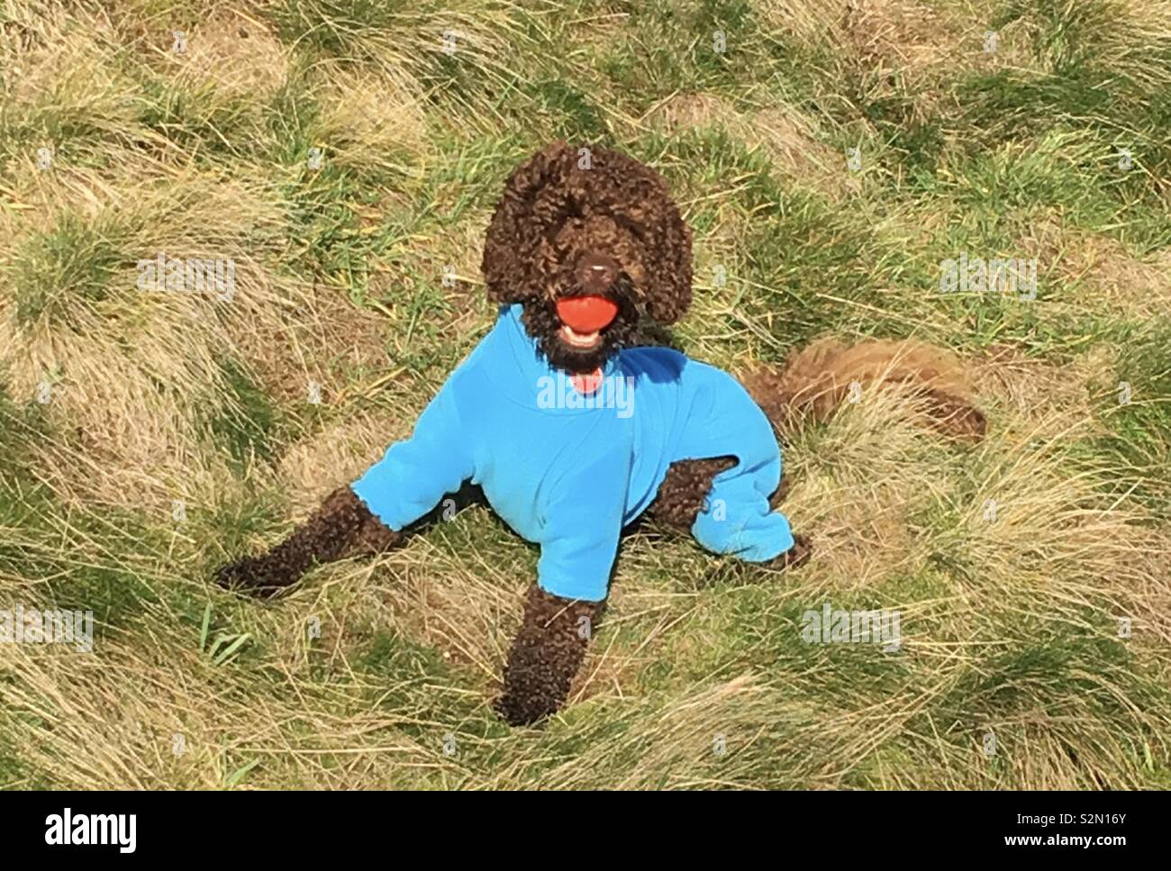 When I grow up I’m going to play for Manchester City Dogs Team! Stock ...