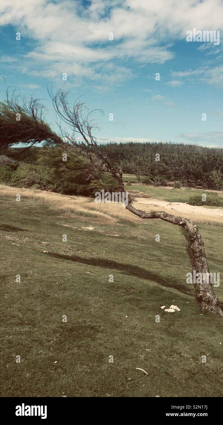 Bending with the wind hi-res stock photography and images - Alamy