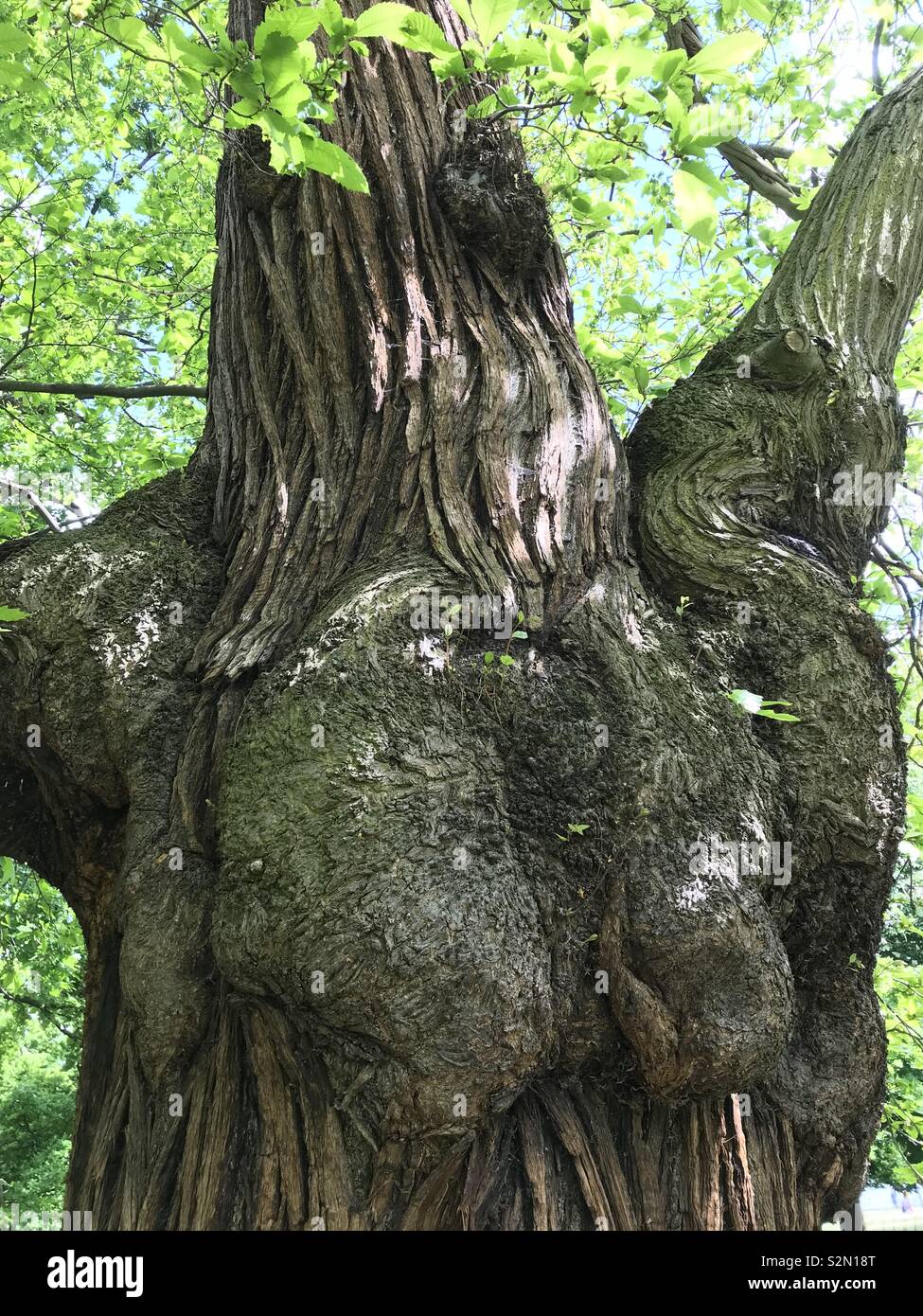 Old chestnut tree Stock Photo - Alamy