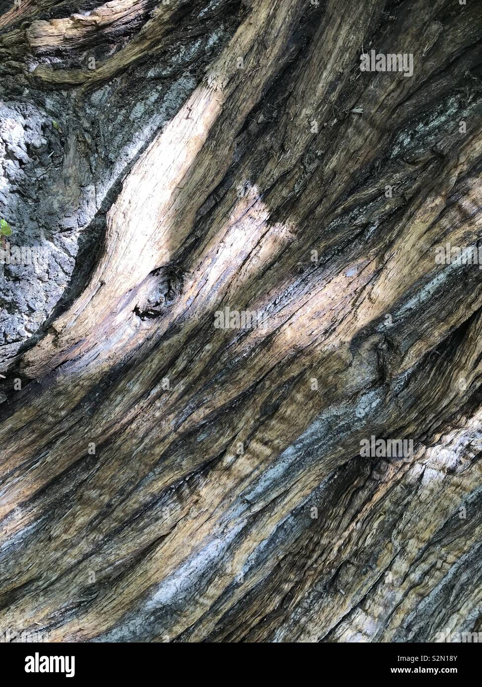 Chestnut tree trunk Stock Photo - Alamy