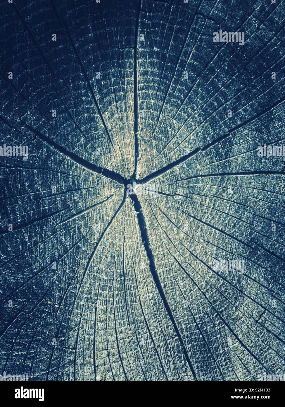 Cross section trees hi-res stock photography and images - Alamy