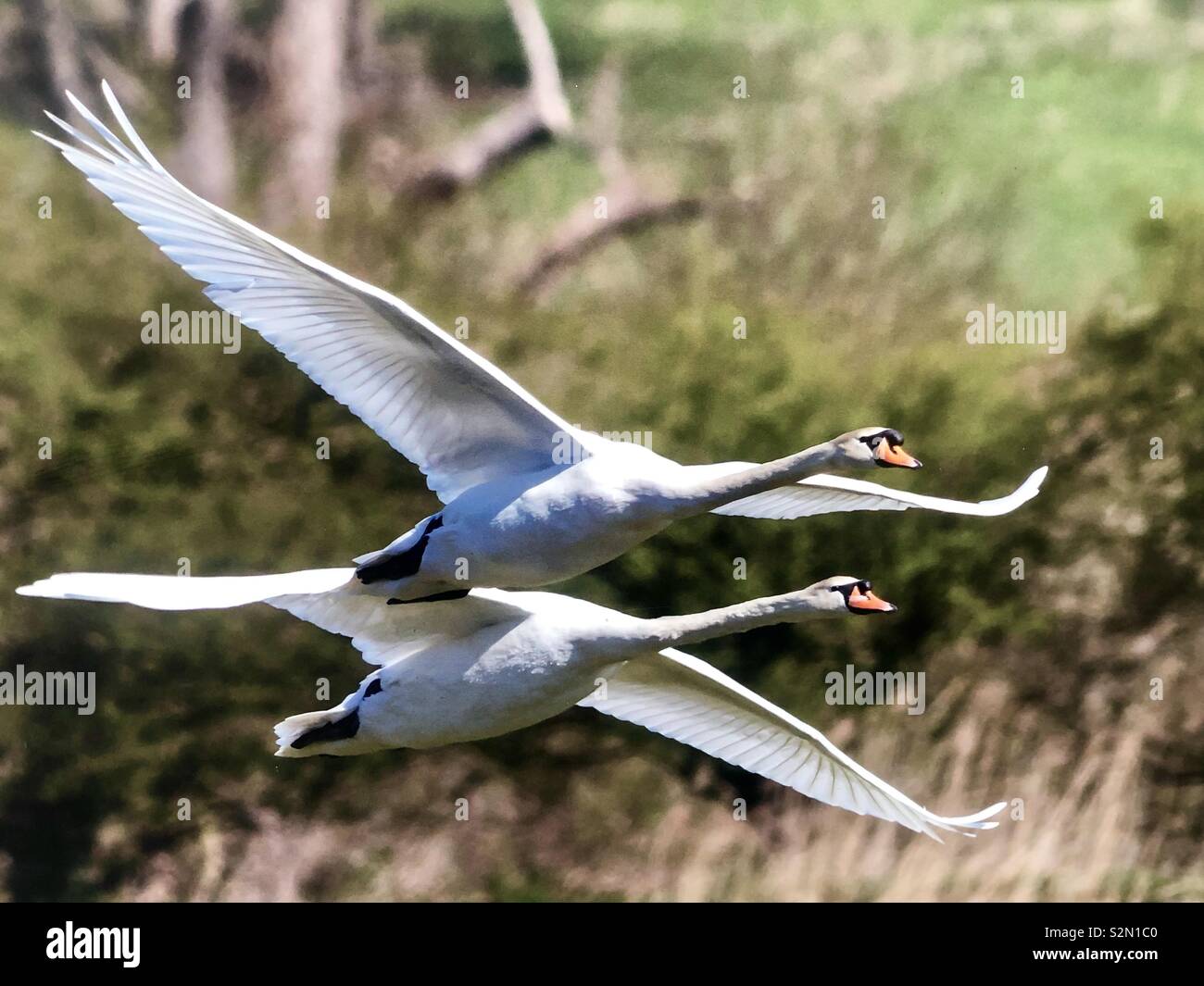 Flight nature hi-res stock photography and images - Alamy