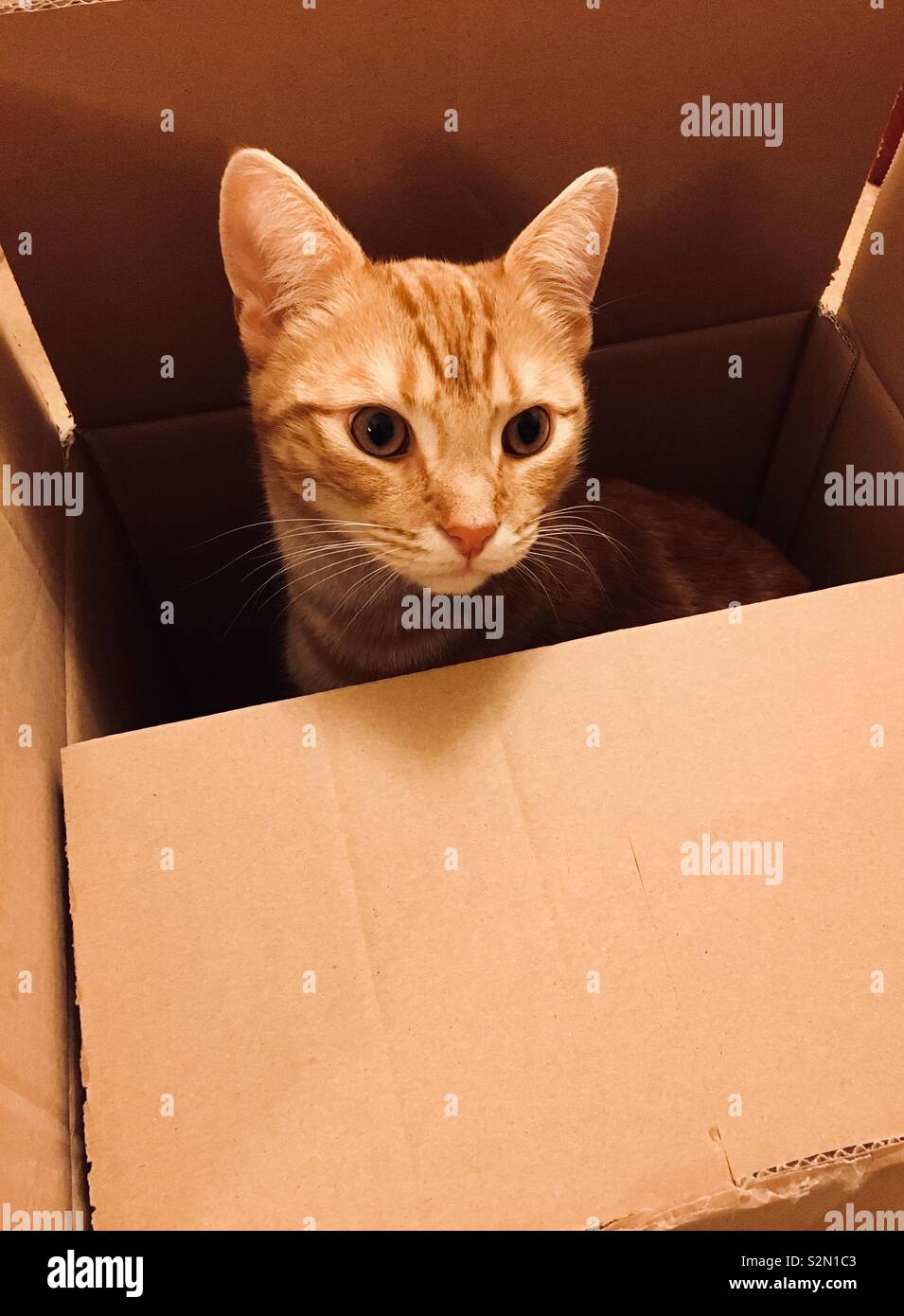 Ginger tabby cat in a box Stock Photo - Alamy