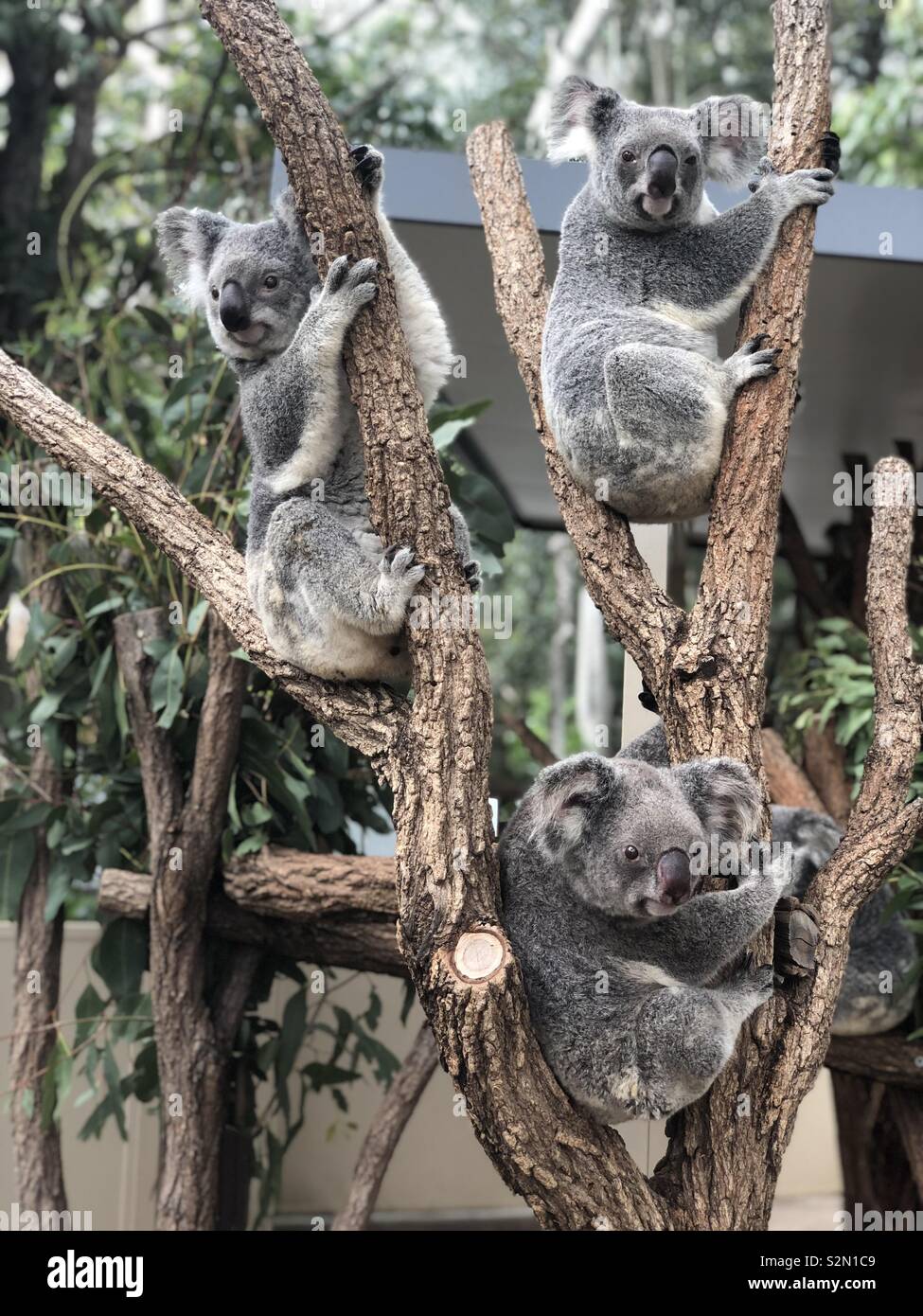 Koalas hi-res stock photography and images - Alamy