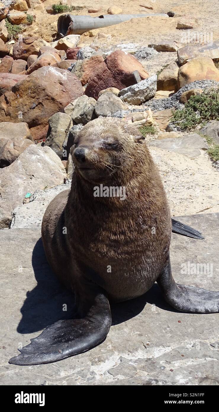 Seal flippers hi-res stock photography and images - Alamy