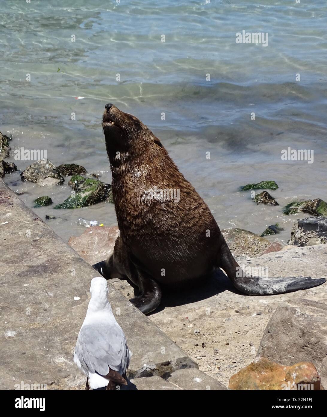 Hello Mr seal Stock Photo - Alamy