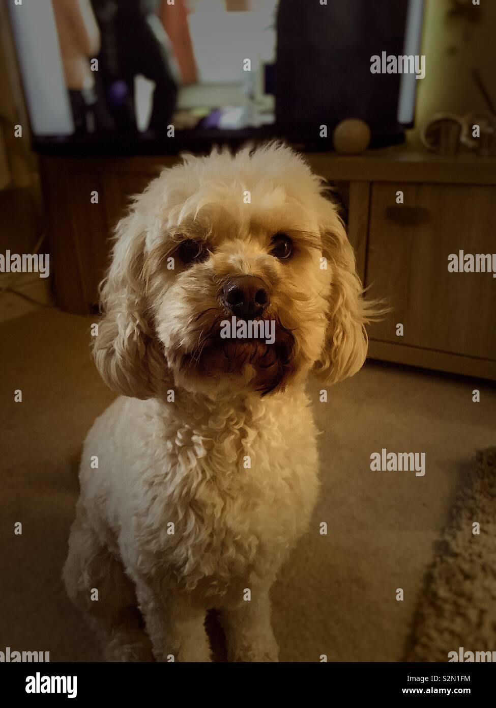 Cavapoo hi-res stock photography and images - Alamy