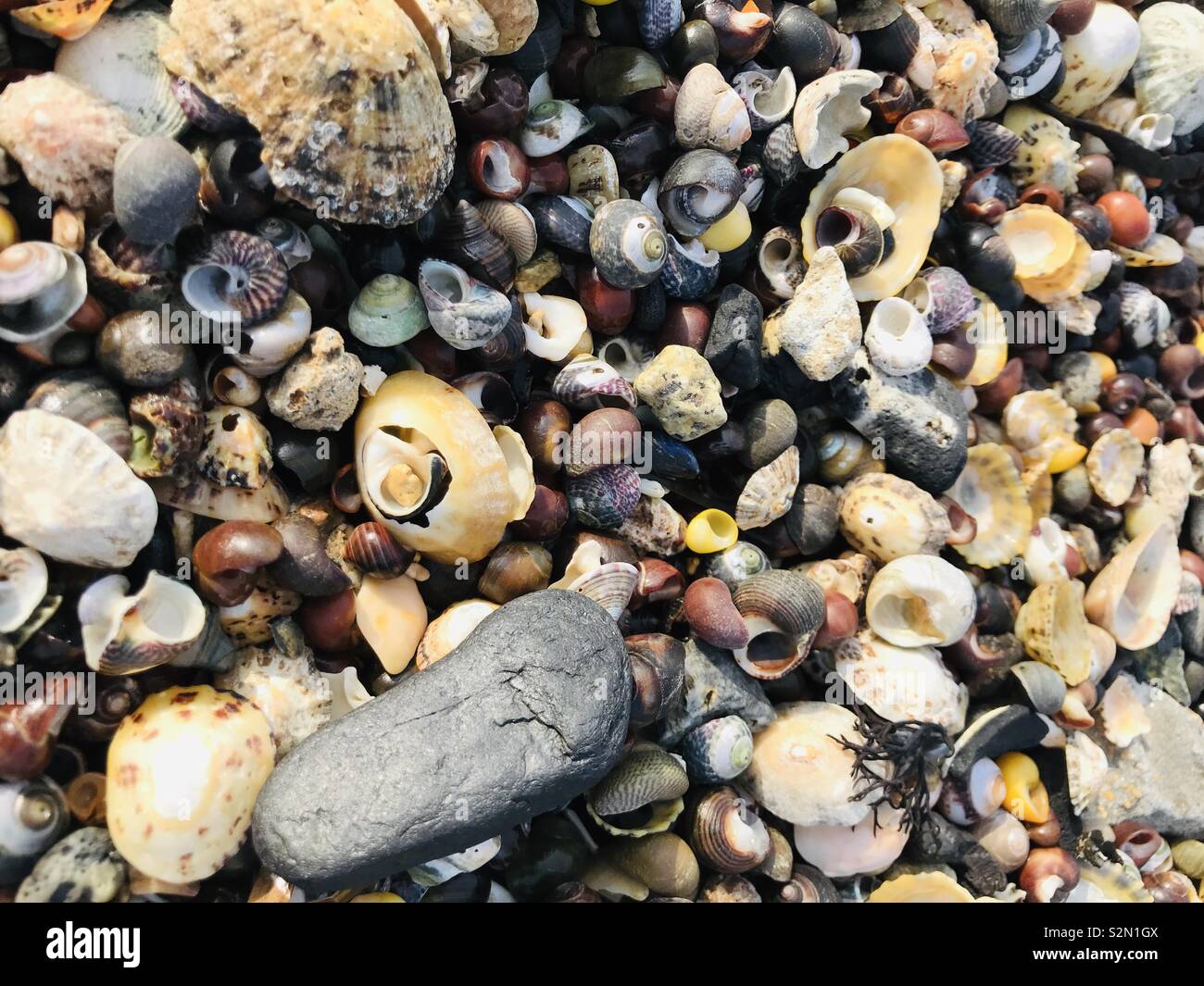 Falmouth beach shells and shingle Stock Photo - Alamy