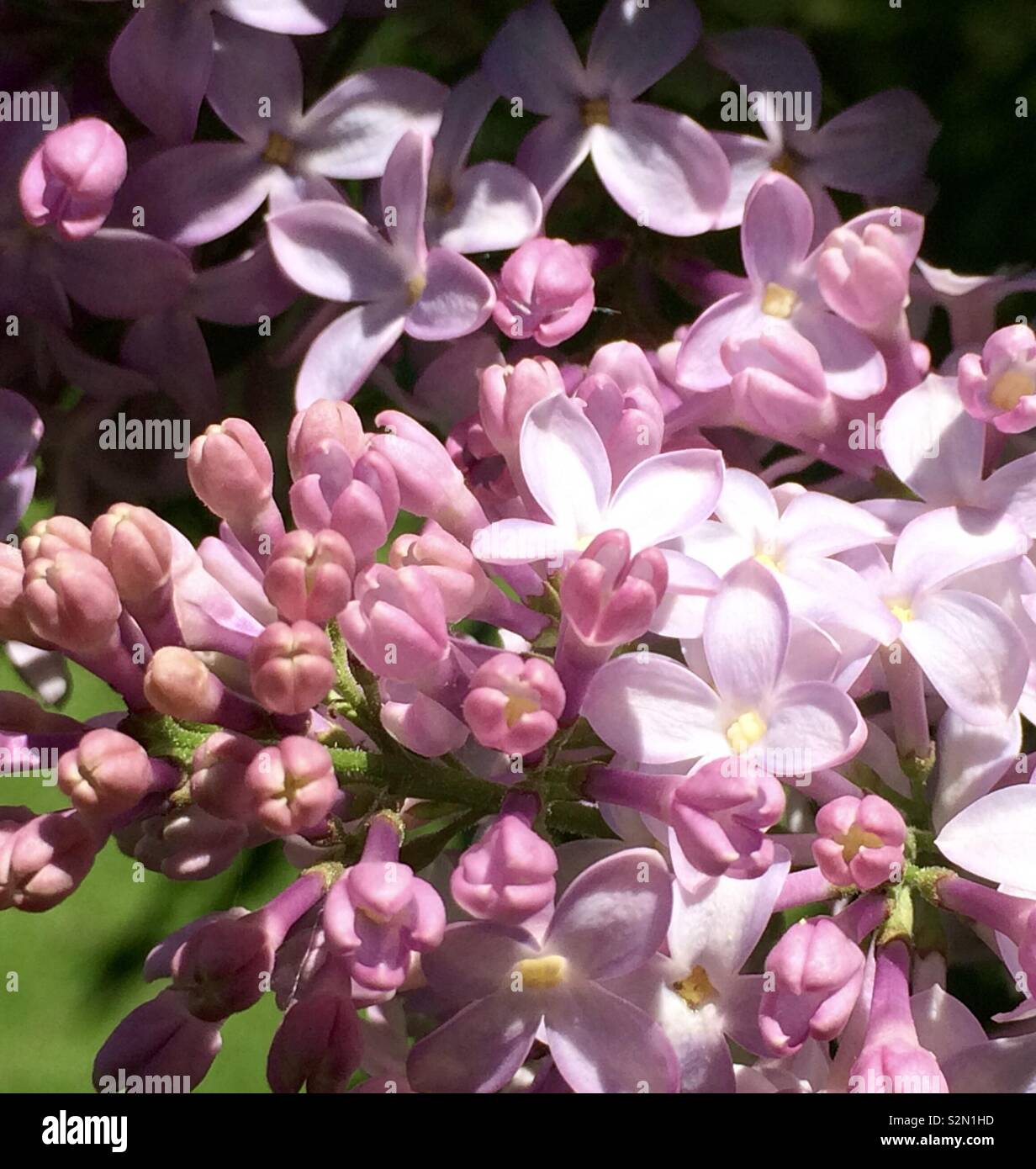 Soft lavender hi-res stock photography and images - Alamy