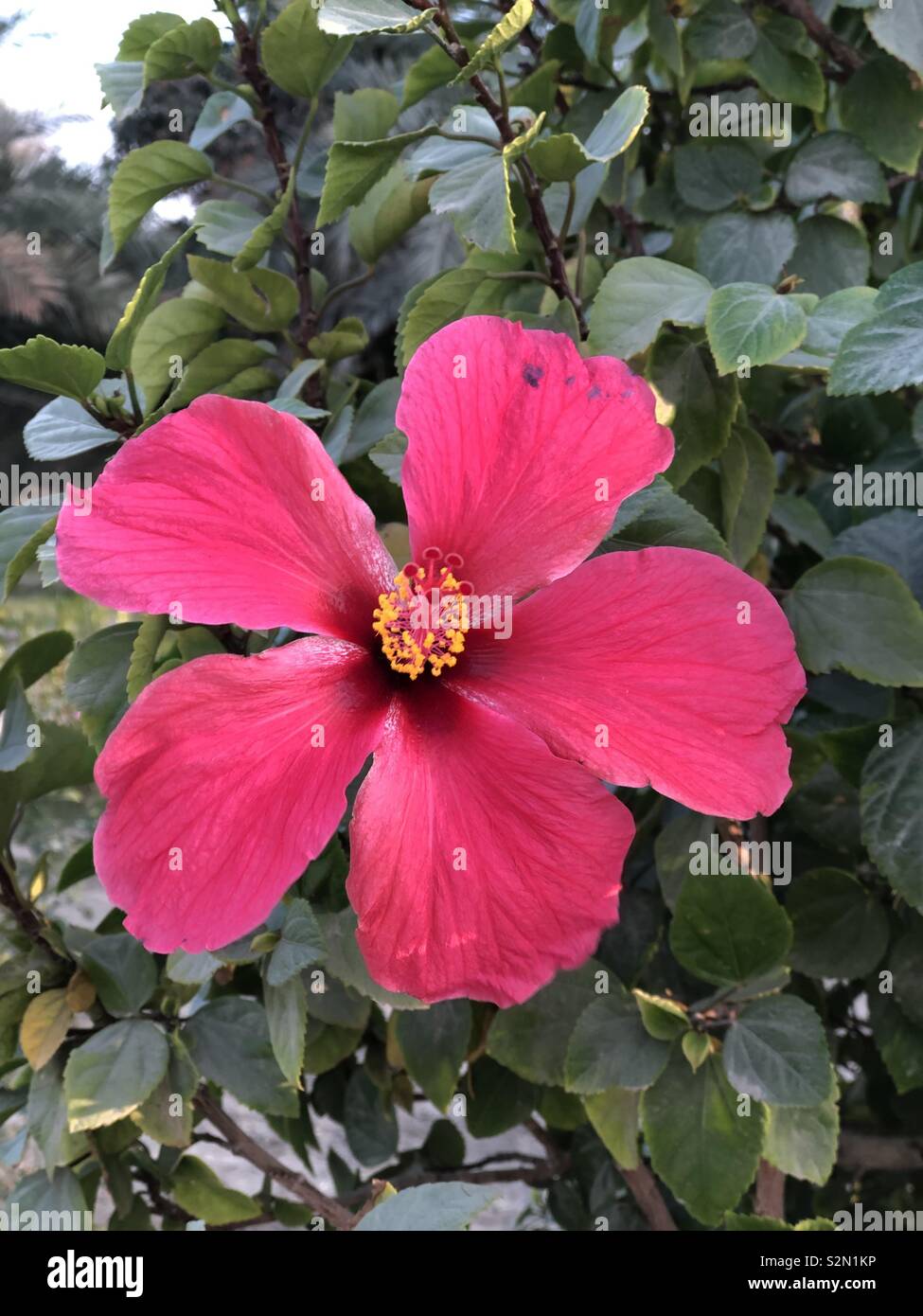 Chinese rose hi-res stock photography and images - Alamy