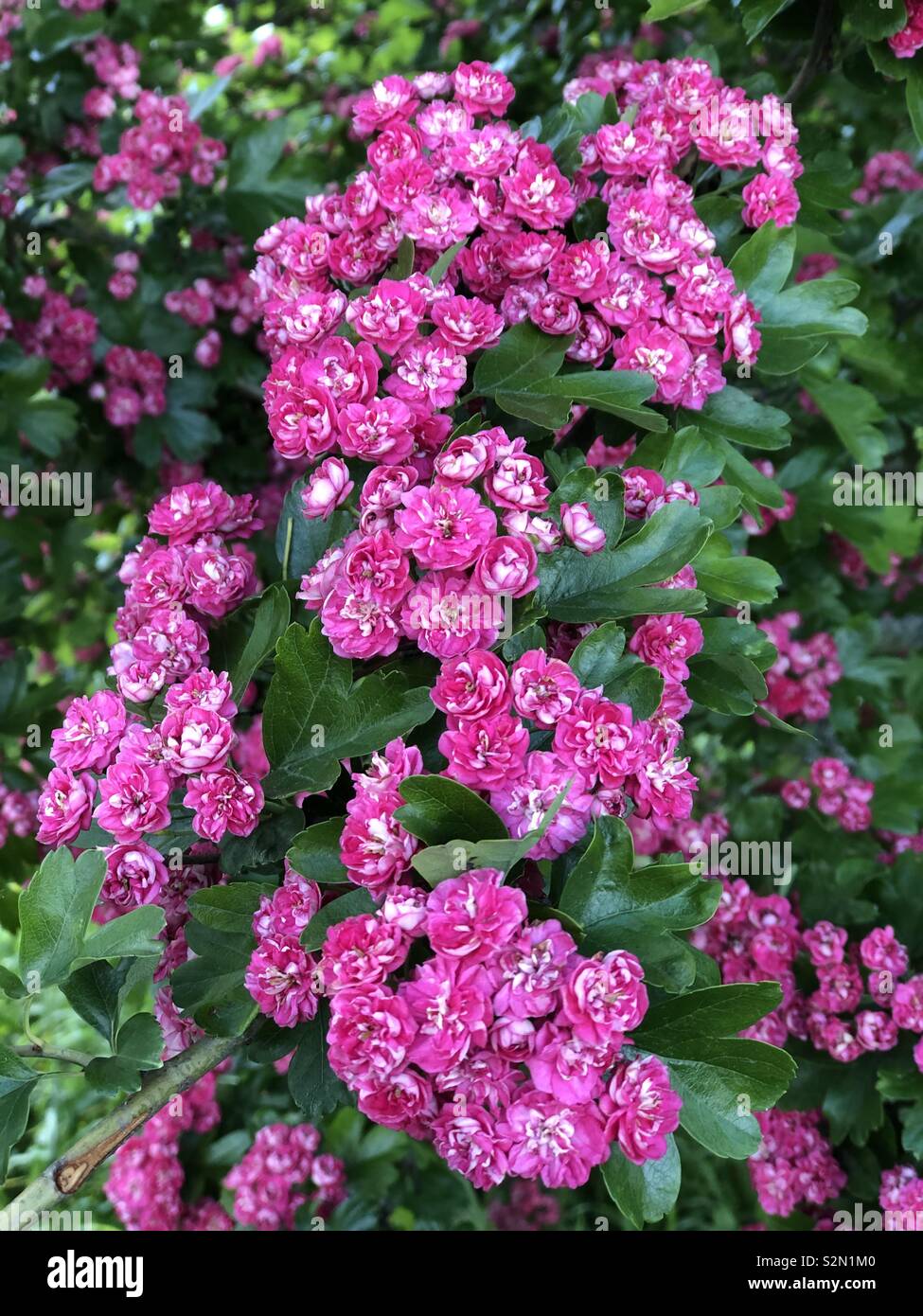 Really nice tree in full blossom Stock Photo - Alamy
