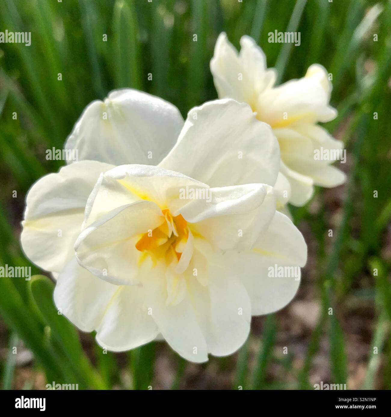 Fragrant late-blooming white daffodils Stock Photo - Alamy