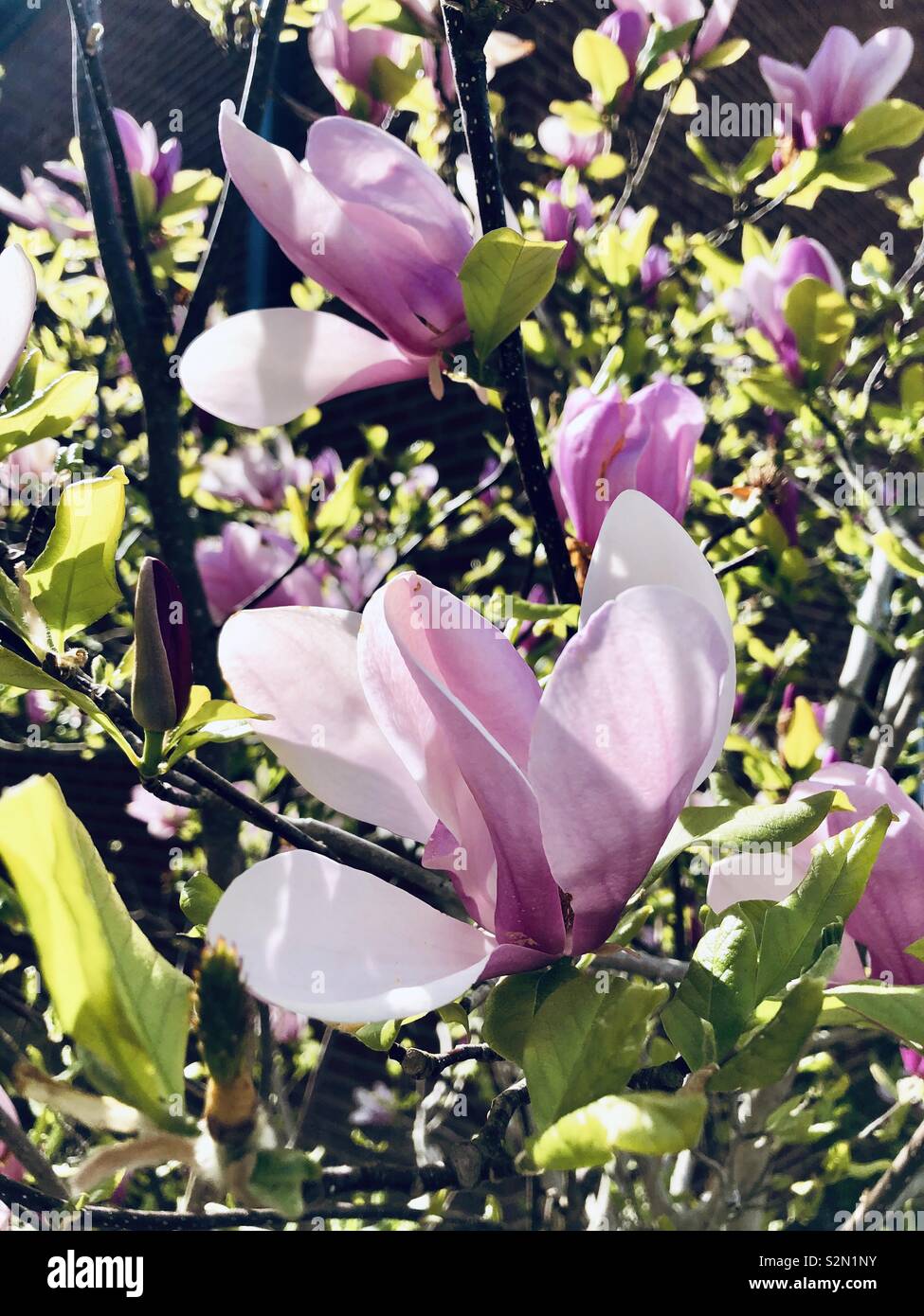 Pink Japanese magnolia Stock Photo - Alamy